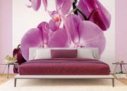 Fototapeta na míru Fialová Orchidej | Vliesová fototapeta na zed' | DFTNS2459