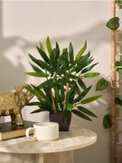 Sinsay - Decorative plant in a pot - zelená