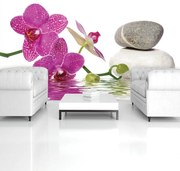 Fototapeta - Orchideje (152,5x104 cm)