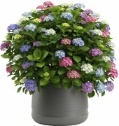 PLASTOVÝ KVĚTINÁČ LUNA VASE 42X32 CM ANTRACITOVÁ
