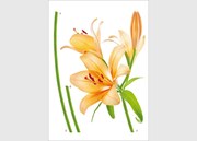 Samolepka na zeď Oranžové Lilie | 65 x 85 cm | DF0450