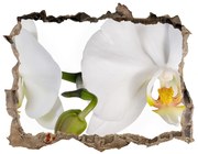 Wallmuralia Samolepící nálepka fototapeta Orchidej 95x64 cm