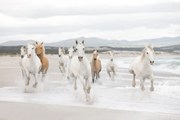 Komar Papírová fototapeta White Horses 368 x 254 cm