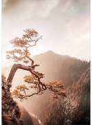 Skleněný obraz 50x70 cm Brown Tree – Styler