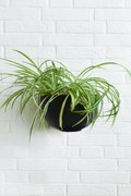 Květináč na stěnu MEDIO, sklolaminát, šířka 29 cm, černá