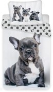 Jerry Fabrics s. r. o. Bavlněné povlečení 140x200 + 70x90 cm - Bulldog