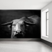 Fototapeta - Kráva (245x170 cm)