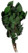 Hedera Arborea Green - zelená