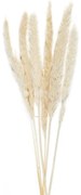 Dekorativní sušené květy Andrea House Phragmites 70 cm, 6 ks 125 g | přírodní AX70127