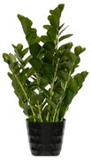 Zamioculcas umělý 90 cm