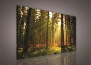 Obraz na plátně les s východem slunce 100 x 75 cm