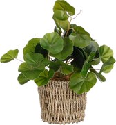 Mica Decorations Umělá pilea v košíčku, pr. 12 x 33 cm