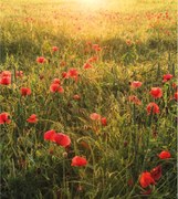 Komar Vliesová fototapeta Poppy World 250 x 280 cm