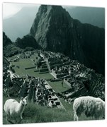 Obraz - Lamy na Machu Picchu v Peru (30x30 cm)
