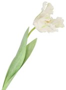 Bílý tulipán Silk Tulip White - 64 cm