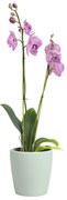 Keramický květináč ø 14 cm Thalia – Artevasi
