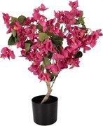 Stromek s růžovými květy Bougainvillea Tree - 30*30*90 cm