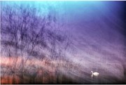 Jiří Hřebíček | Drifting Into A Dream Rám: Černý, Velikost: 20 x 30 cm