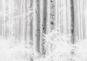 Komar Vliesová fototapeta Winter Wood 400 x 280 cm