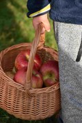 Vingo Proutěný košík bolero Rozměry (cm): průměr 22 , v. 26