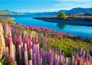 Castorland puzzle Jezero Tekapo, Nový Zéland, 500 dílků