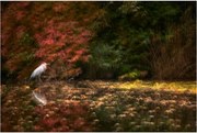 Jiří Hřebíček | Silent Autumn Admirer Rám: Černý, Velikost: 20 x 30 cm