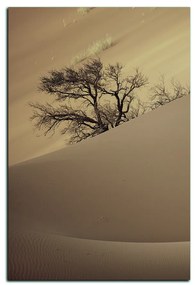 Obraz na plátně - Červené písečné duny - obdélník 7133FA (100x70 cm)