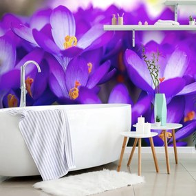 Tapeta kvetoucí fialový šafrán - 375x250 cm