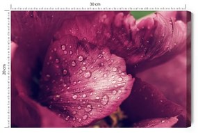 Obraz Pivoňka Růže S Rosou Nedostatek Nedostatek Přírodní plátno 90x60