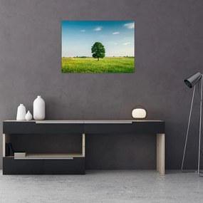 Skleněný obraz stromu uprostřed louky (70x50 cm)