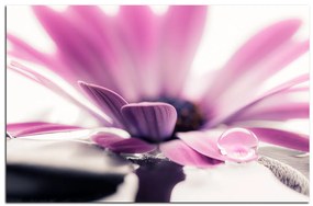 Obraz na plátně - Kapka rosy na lupenech květu 180A (60x40 cm)