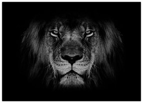 Skleněný obraz - Lev a jeho majestátnost (70x50 cm)