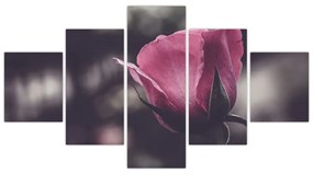Obraz - Detail květu růže (125x70 cm)