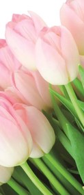 Postershop Fototapeta: Kytice tulipánů - 211x91 cm
