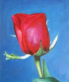 Rudá růže - 50 x 60 cm