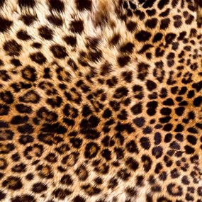 Fototapeta na zeď Dimex Leopard L-566 | 220x220 cm