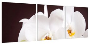 Obraz květů orchideje (90x30 cm)
