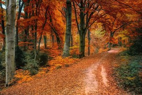 Fototapeta les v podzimním období