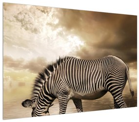 Obraz zebry (100x70 cm)