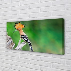 Obrazy na plátně Strom barevný papoušek 100x50 cm