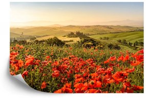 Fototapeta Poppy Field Strukturální vinyl 405x270