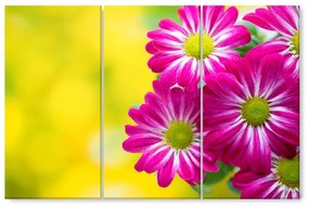 Malvis ® Vícedílný obraz - Chryzantémy Velikost: 90x60 cm