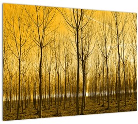 Skleněný obraz lesa při západu slunce (70x50 cm)