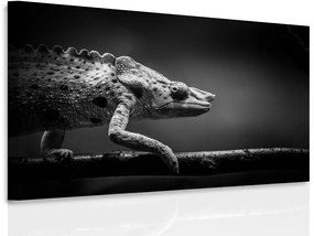 Malvis ® Černobílý obraz Chameleon Velikost: 150x100 cm