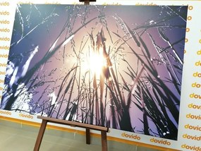 Obraz polní tráva - 120x80 cm