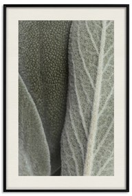 Plakát Rostlina šalvěje - detailní záběr na hrubé listy