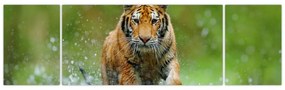 Obraz - Běžící tygr (170x50 cm)