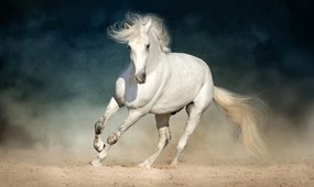 Vícedílný obraz Bílý Kůň Ve Cvalu Nedostatek Nedostatek Přírodní plátno 250x150