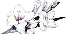 Obraz ilustrace kvetoucího mečíků Varianta: 100x50