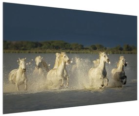 Obraz bílých koní (120x80 cm)